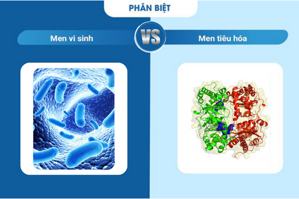 Men vi sinh và men tiêu hóa khác nhau như thế nào?