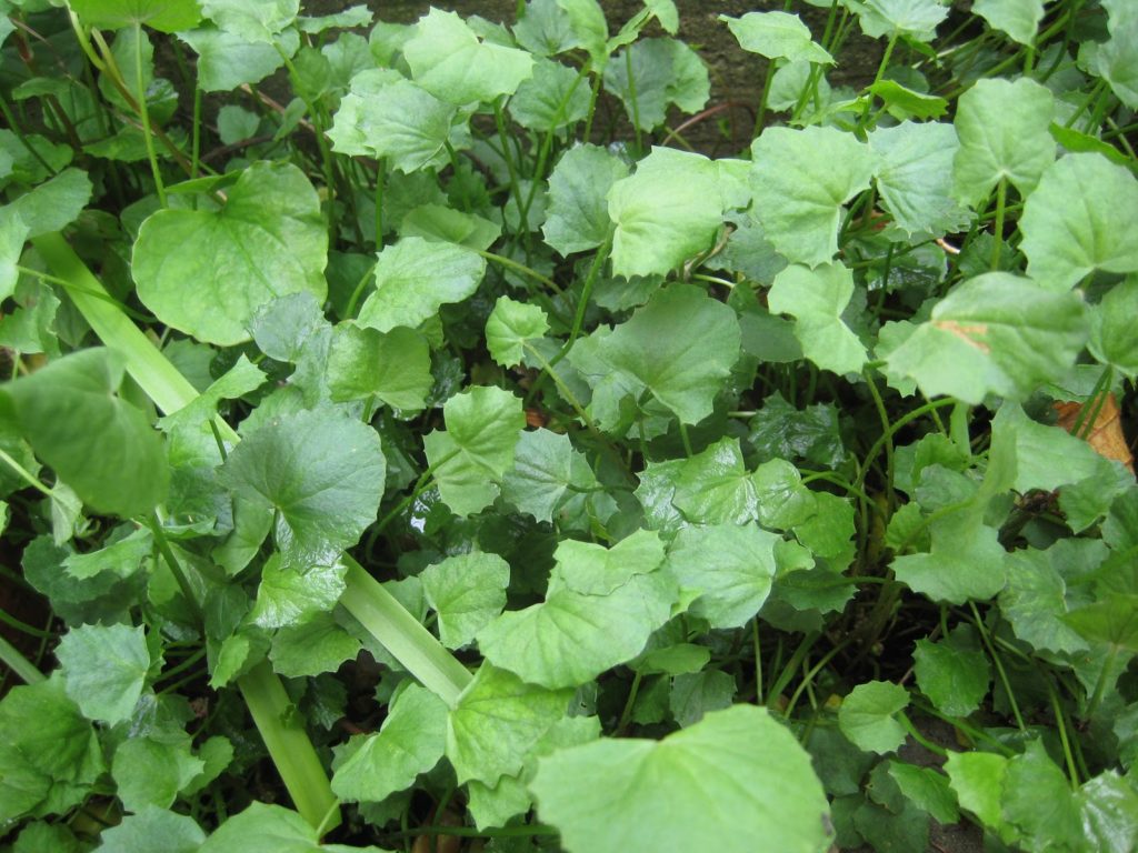 11 mẹo trị mụn tự nhiên cực hiệu quả cho mẹ bầu xinh đẹp suốt thai kì